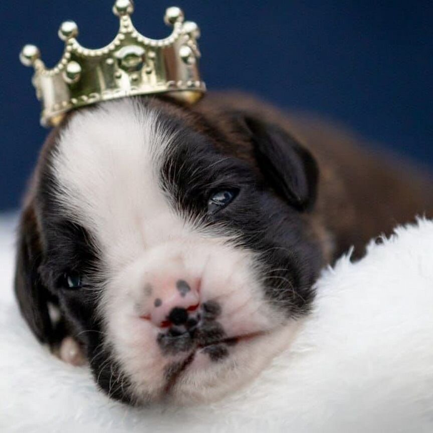 Тигровые щенки боксера