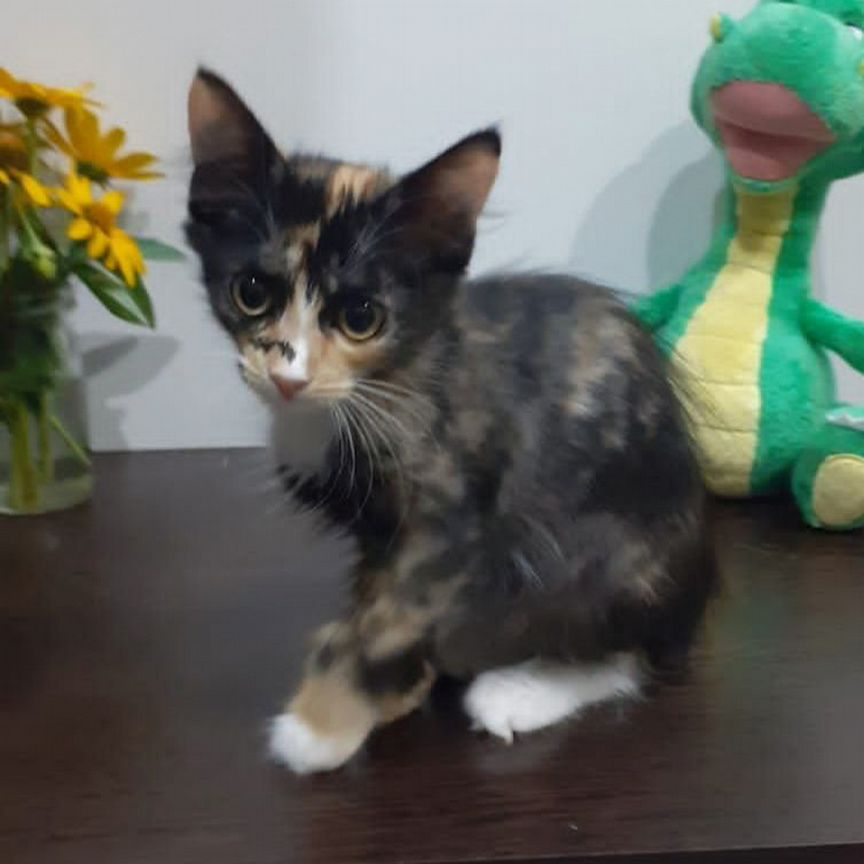 Котёнок Забава