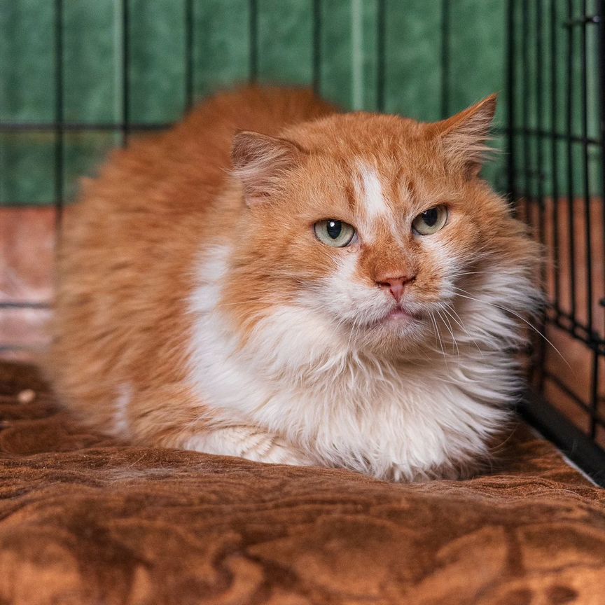 Невероятный котик Морти