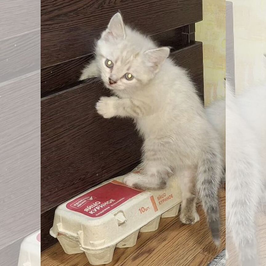 Котёнок в добрые руки