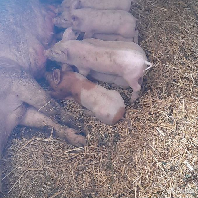 Продам поросят