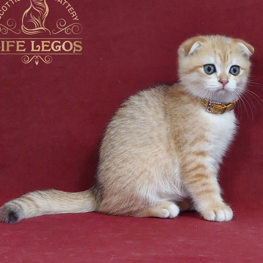 Шотландский вислоухий короткошёрстный котёнок