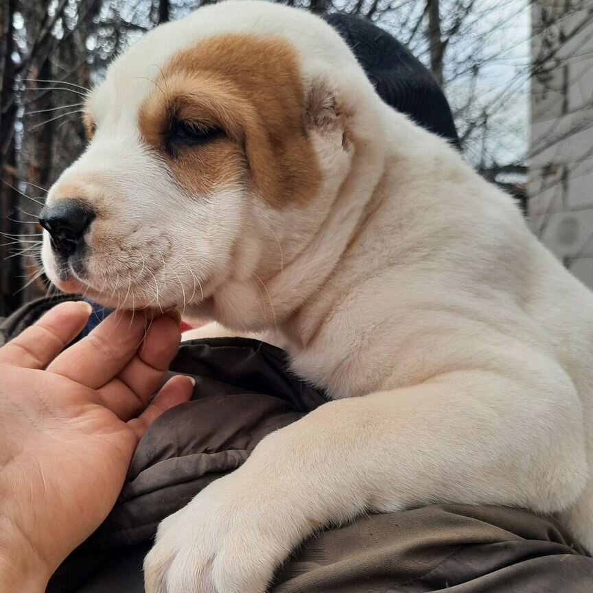 Среднеазиатская овчарка, щенок