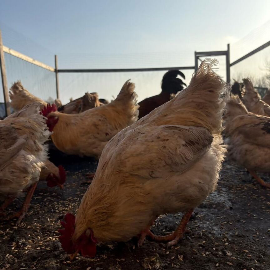 Молодые петушки