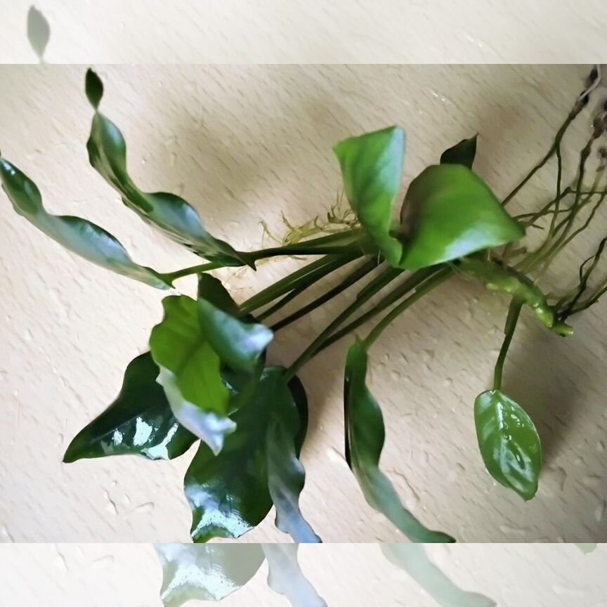 Большой куст Анубиаса 30-35 см в длину