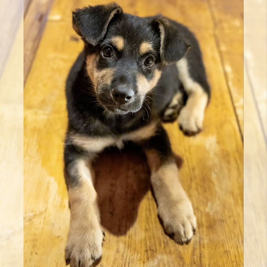 Щенок в добрые руки