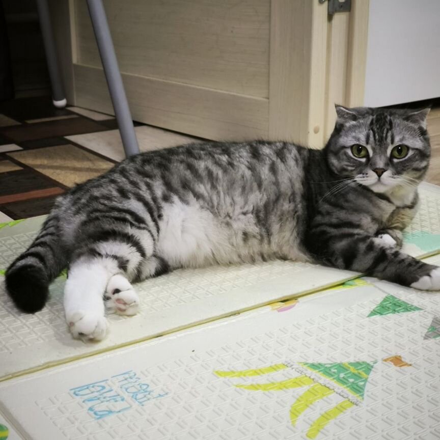 Шотландская прямоухая длинношёрстная, взрослая кошка