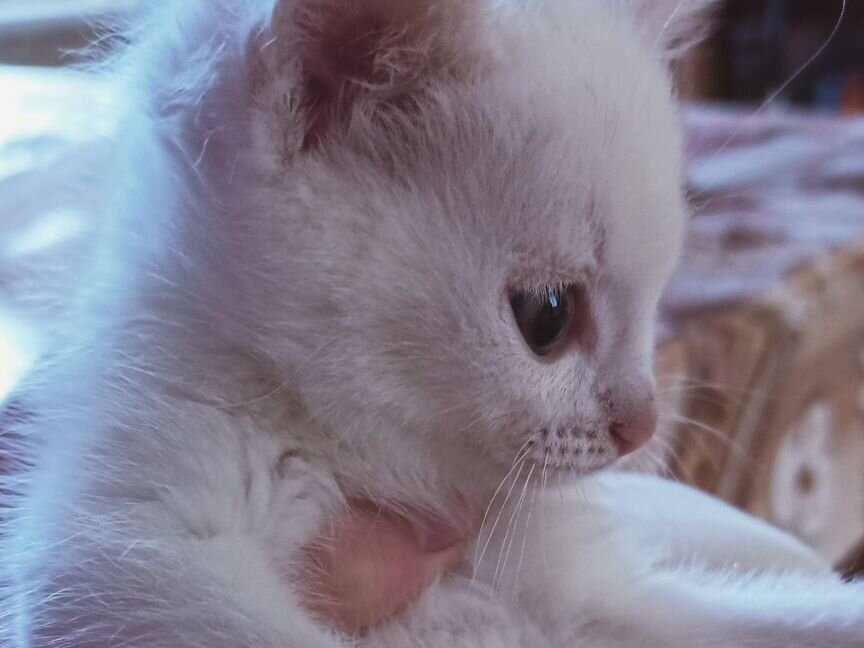 Белый котенок