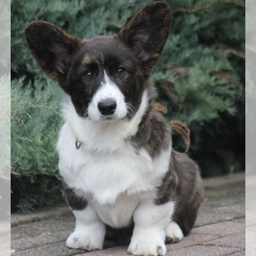 Вельш Корги Кардиган, щенок