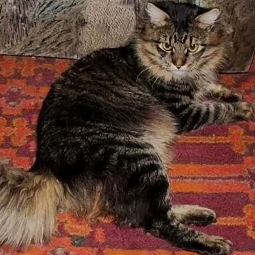 Кот Тоша