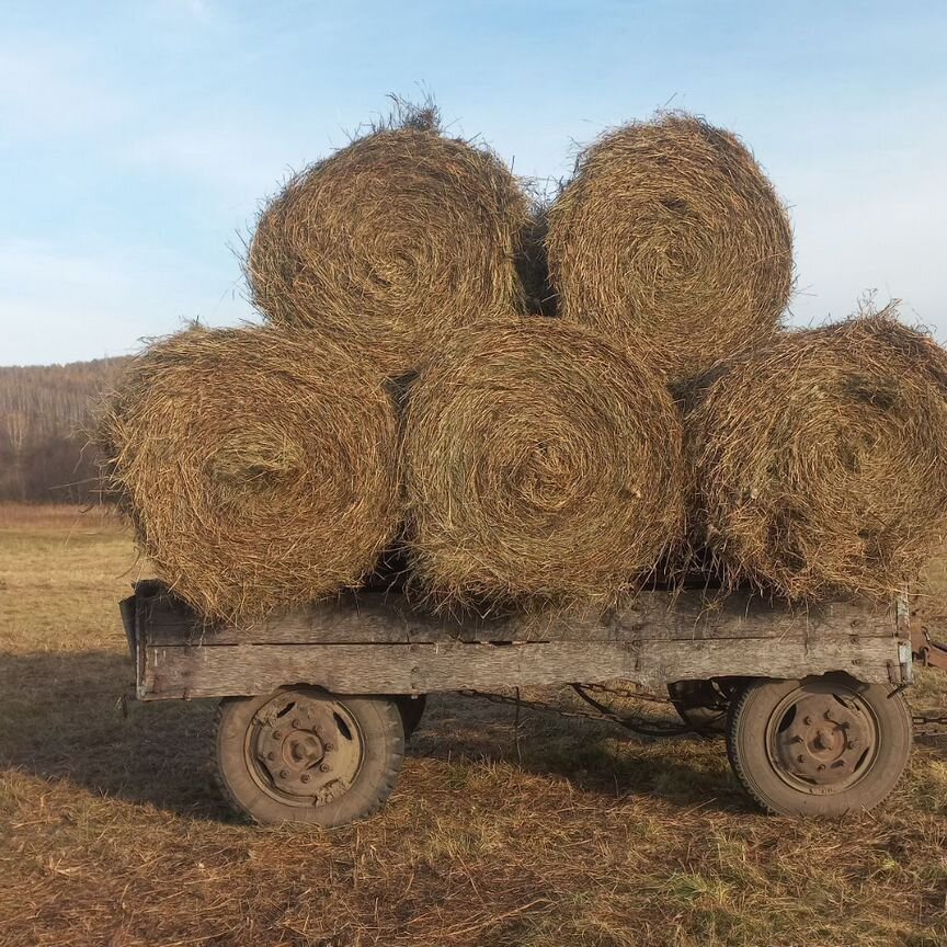 Продам сено в рулонах