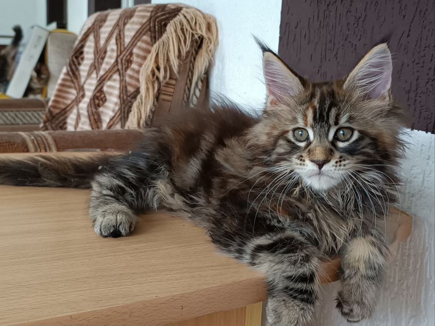 Котята мейн-кун