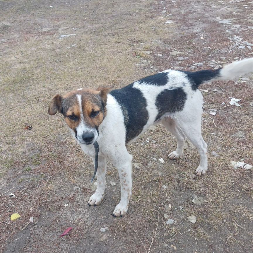 Помесь с джек рассел терьер