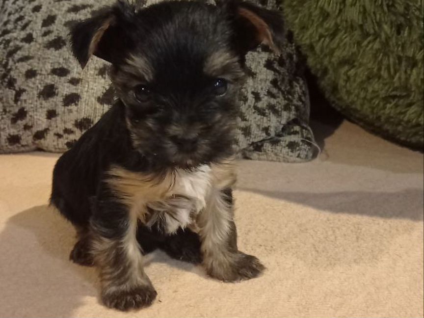 Йоркширский терьер щенки стандарт