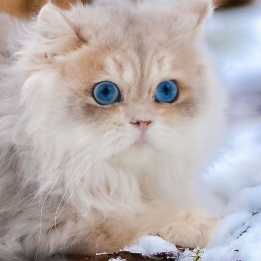 Голубое золото с голубыми глазами дгг