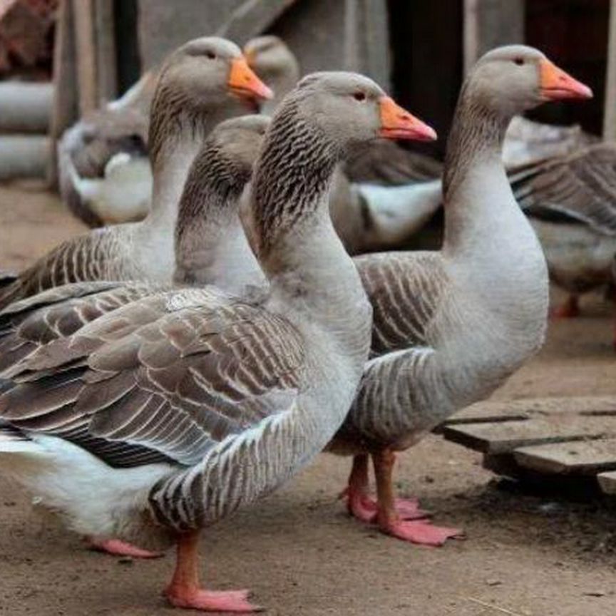 Гуси племенные 2-3 года