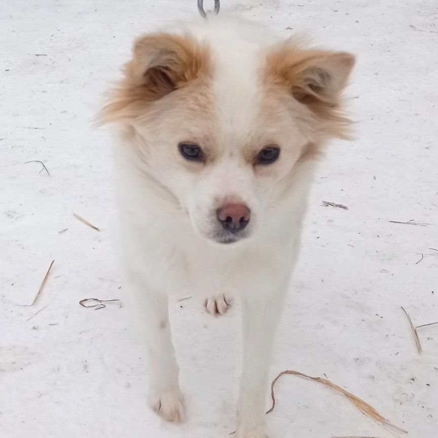 Подопечная приюта