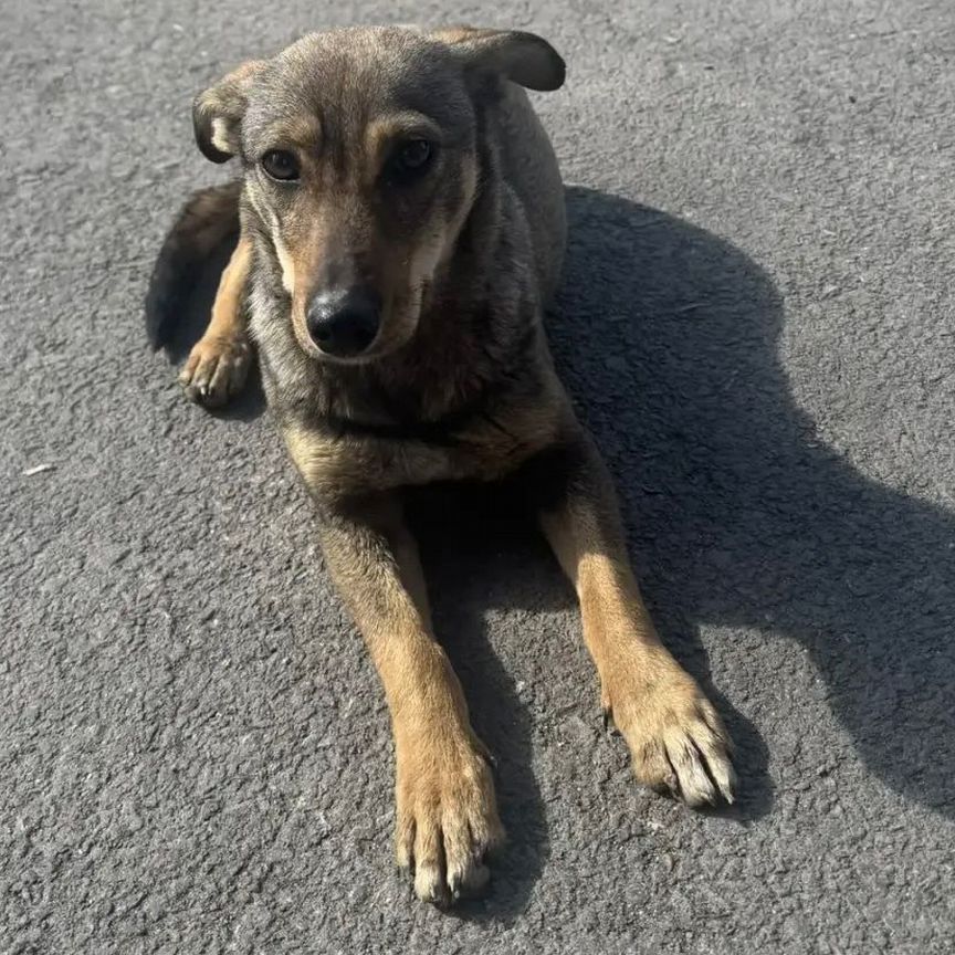 Взрослая собака в добрые руки