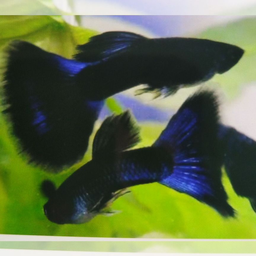 Гуппи московская черная