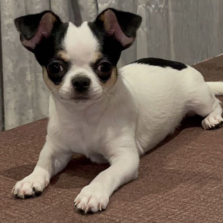 Чихуахуа, щенок