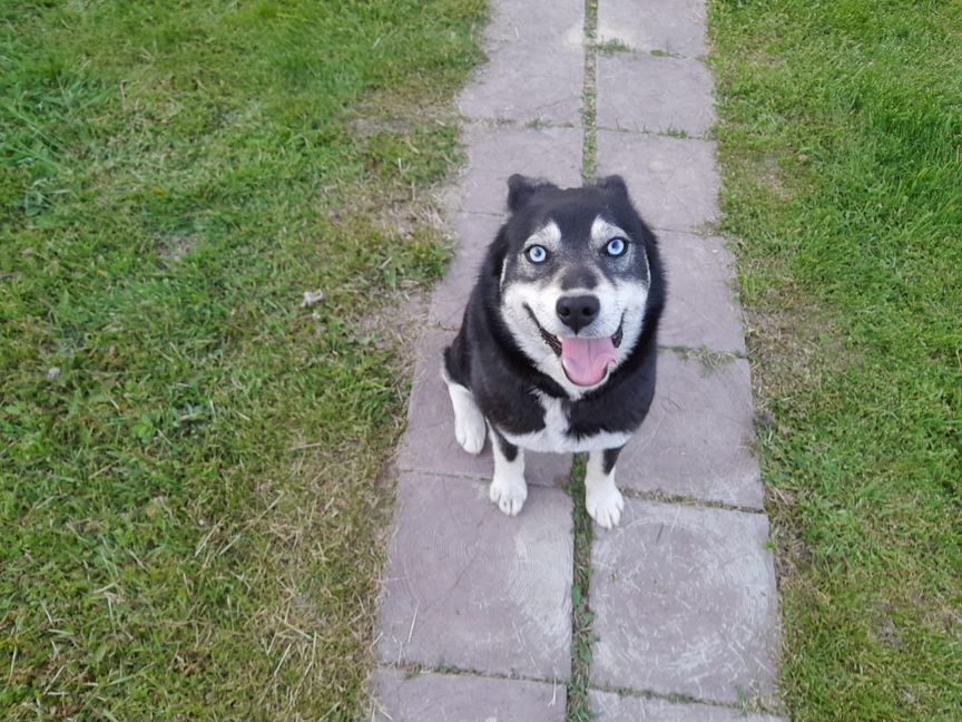 Сибирский хаски