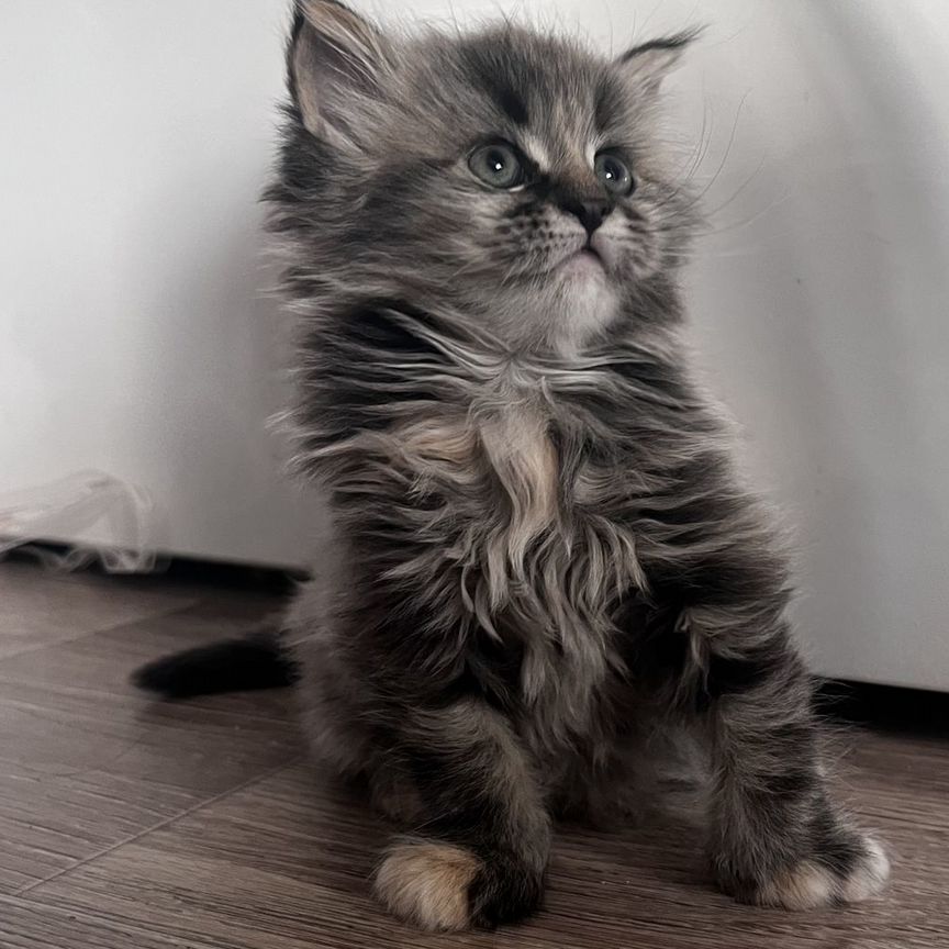 Мейн-кун котёнок