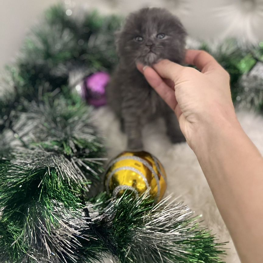 Шотландская вислоухая