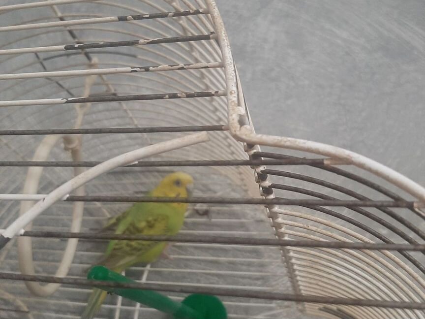 Продаю волнистика самка