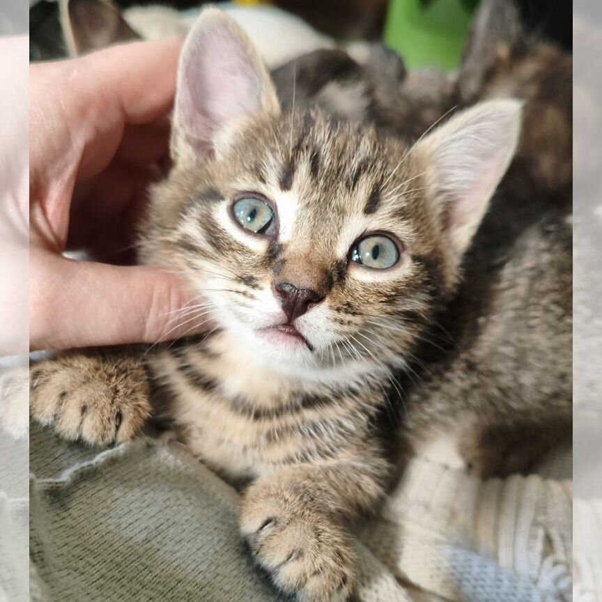Котёнок в добрые руки