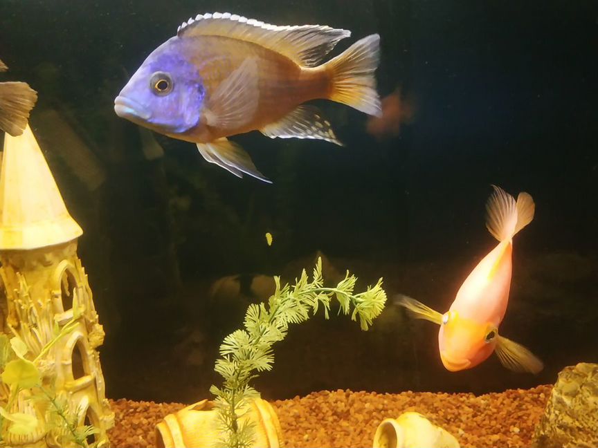 Цихлиды взрослые 10-13 штук