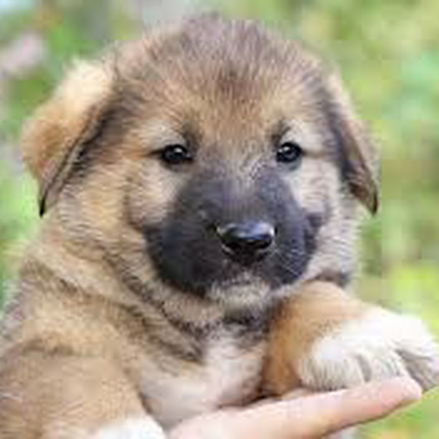 Красивый и здоровый щенок-кобель крупной породы