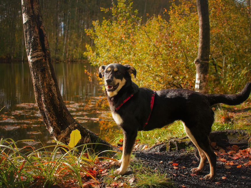 Собака девочка