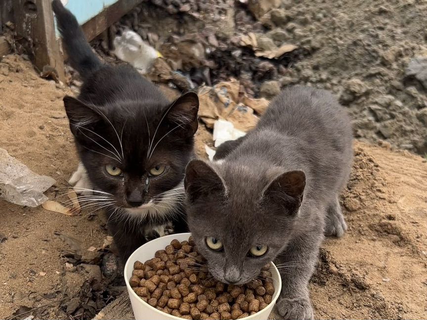 Котята на стройке помогите