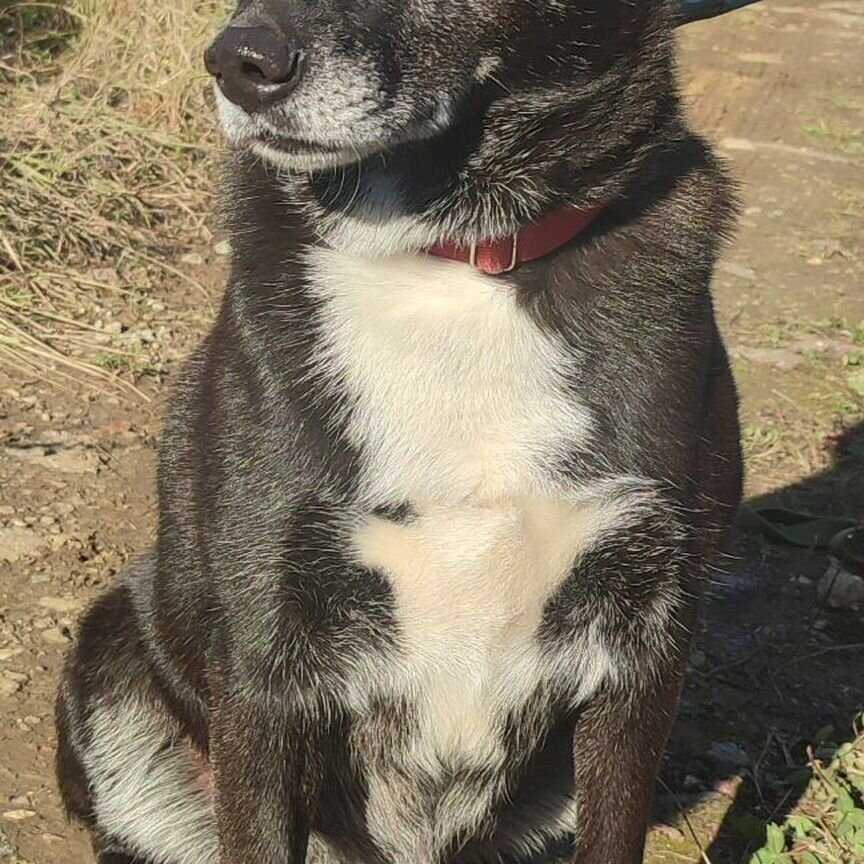 Прима в добрые руки