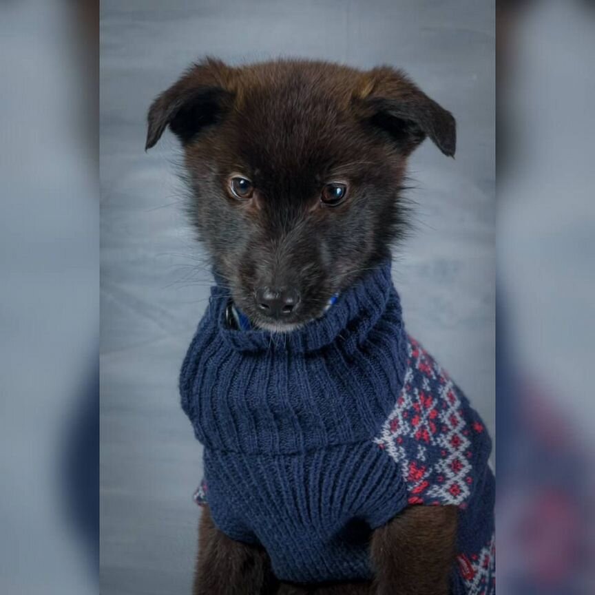 Грей в поисках семьи