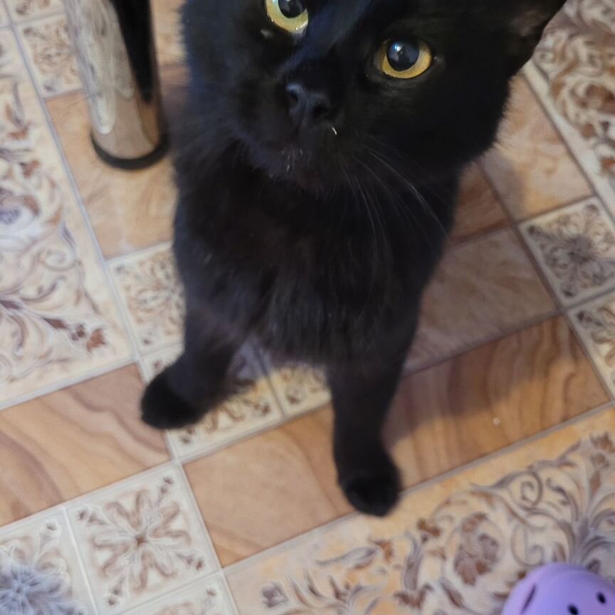 Черный котик в добрые руки