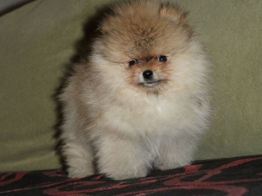Мимишка