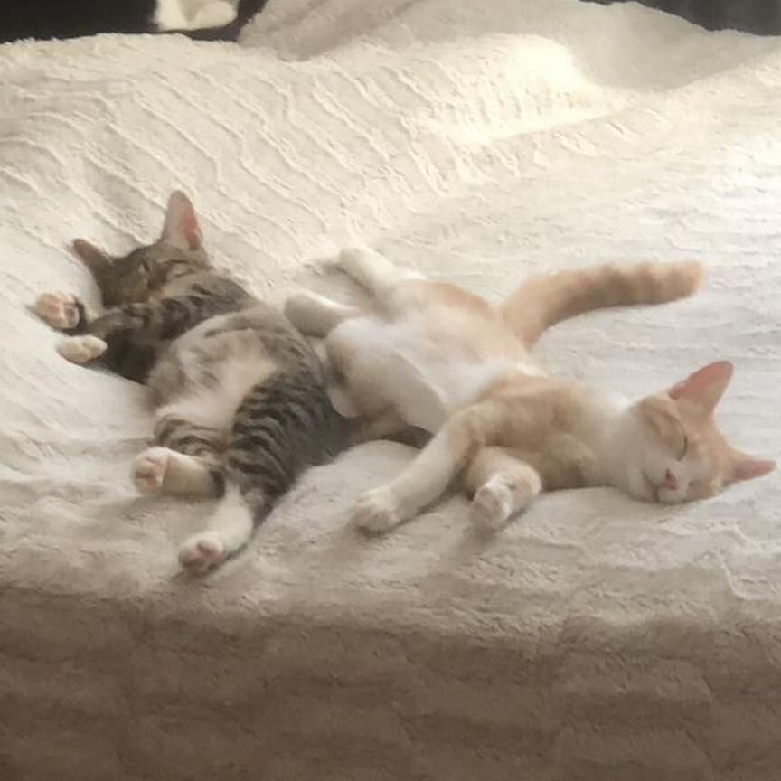 Котята ищут дом