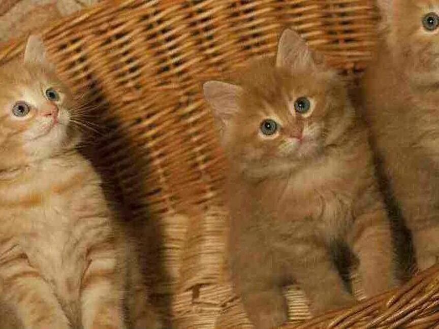 Котята от Сибирской и Куна