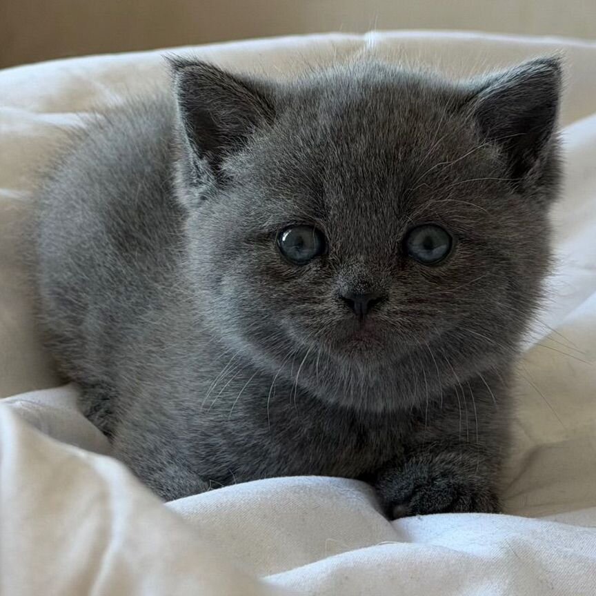 Британский короткошёрстный котёнок