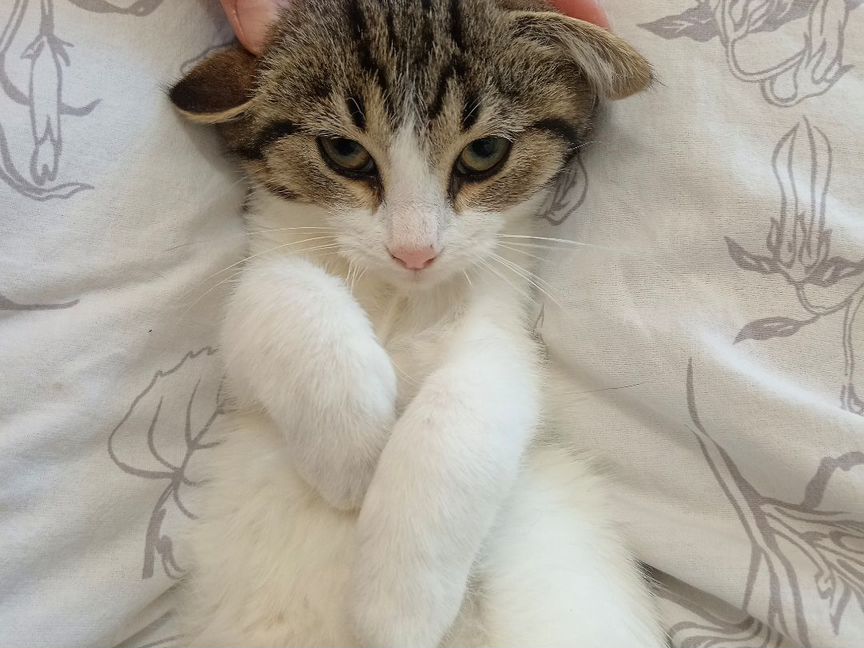 Котенок-ангелочек с сердечком