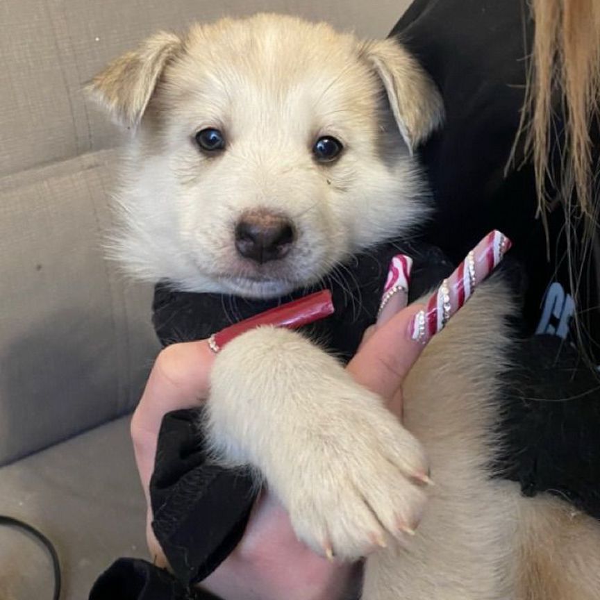 Сибирский хаски, щенок