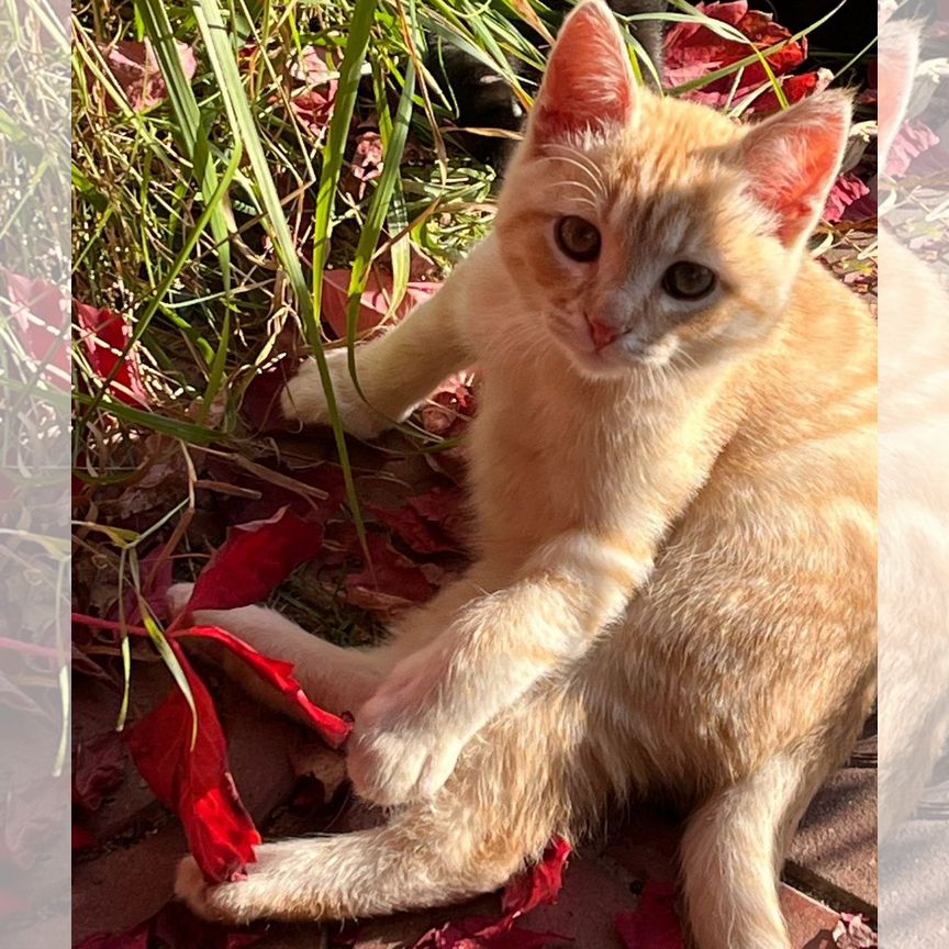 Котенок ищет любящего хозяина