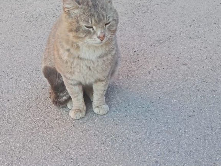 Выбросили котика