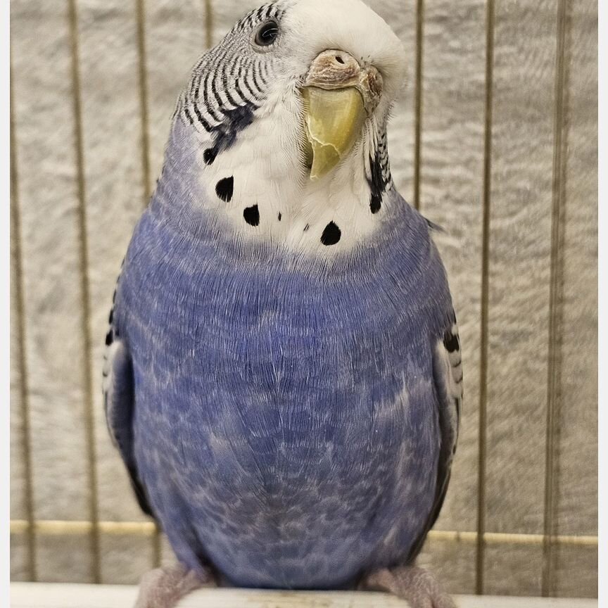 Волнистый попугай самка