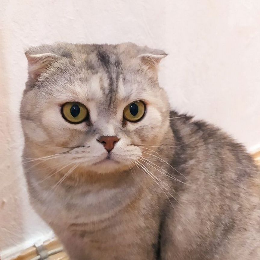 Отдам кошку в добрые руки