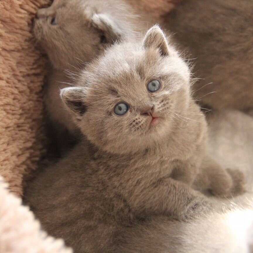 Британские котята