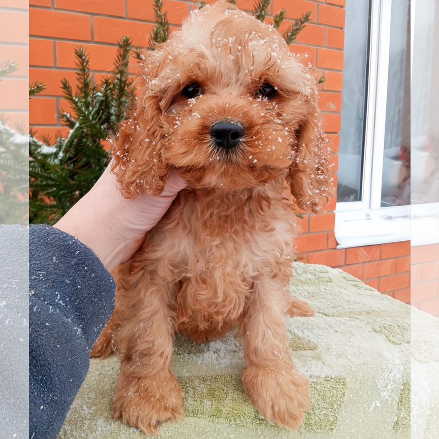 Кокапу, щенок