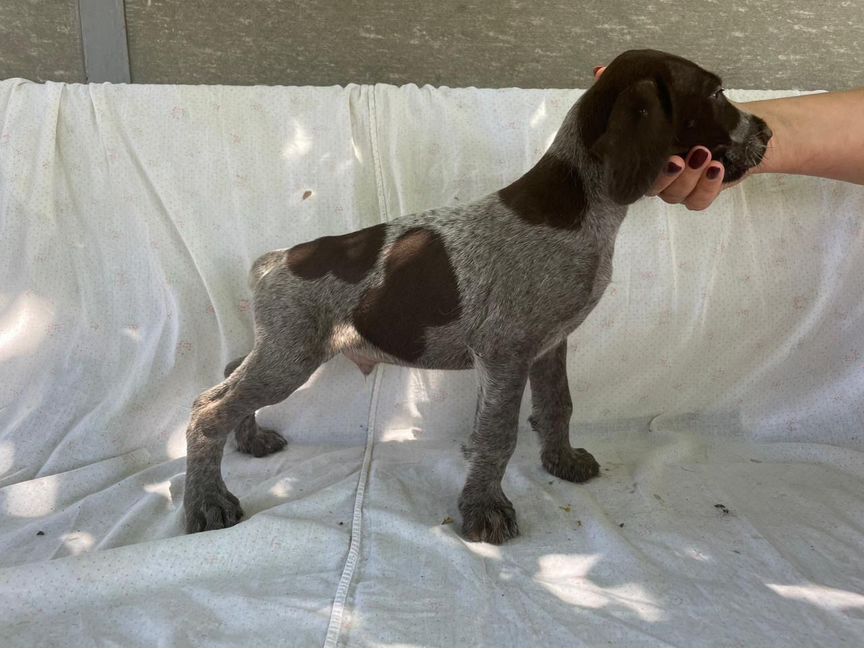 Щенки породы Дратхаар