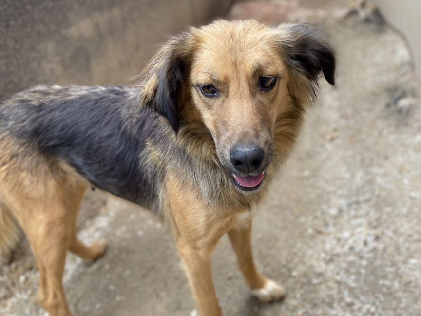 Собака сука молодая в добрые руки